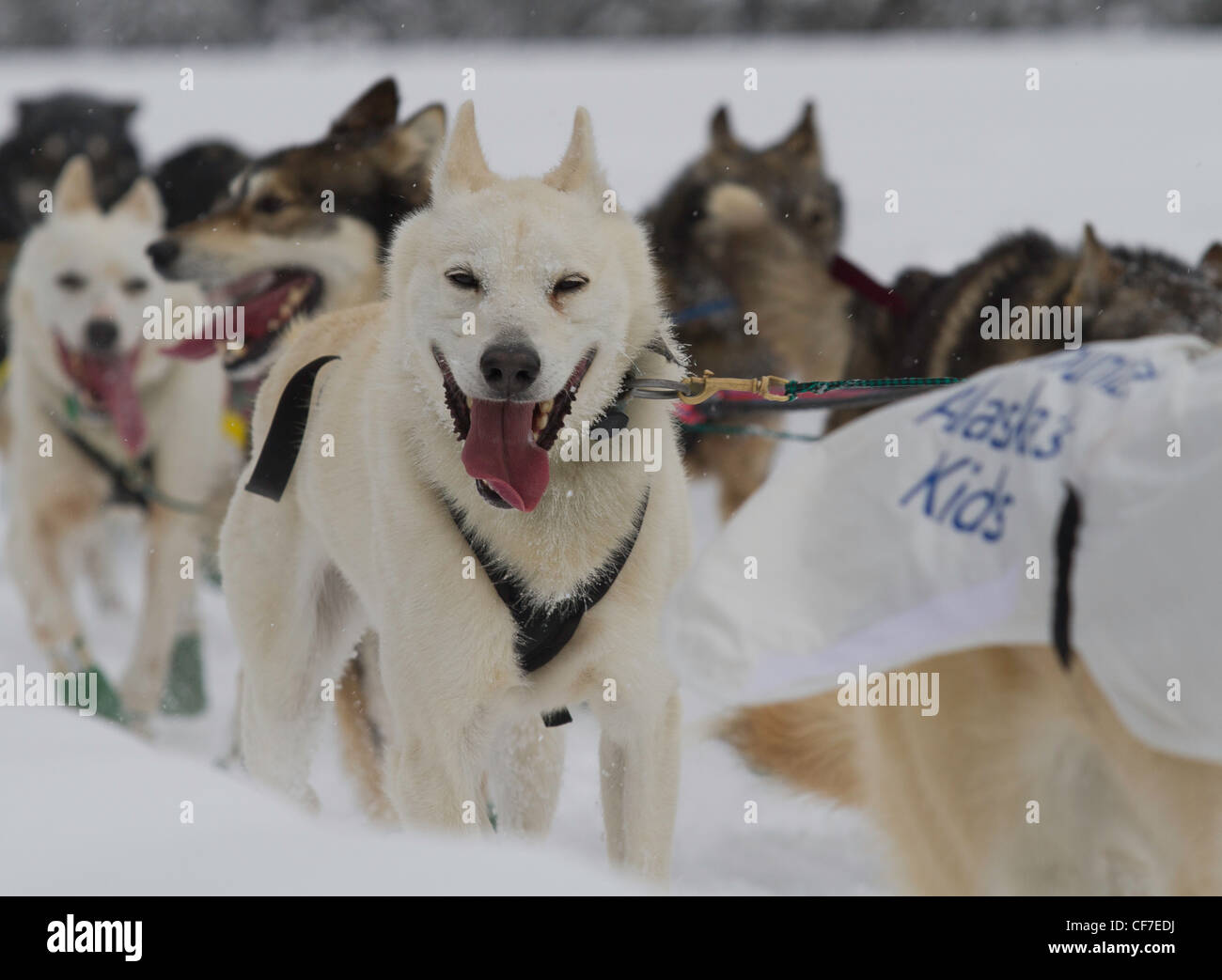 Ceremonial Start High Resolution Stock Photography and Images - Alamy