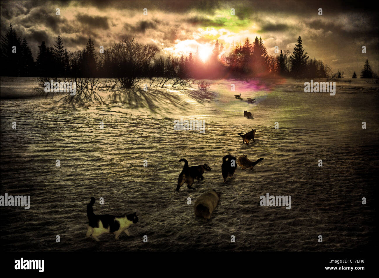 A fantasy night scene with a trail of cats walking towards bright ...