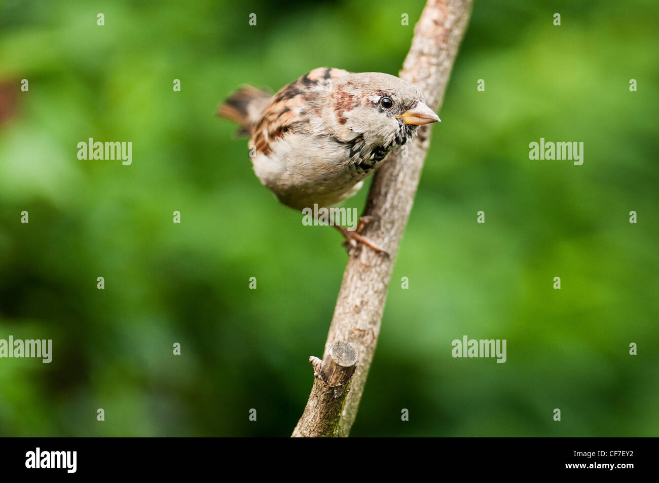 House sparrow passer Domesticus Bird Brown Cute Red Listed Endangered ...