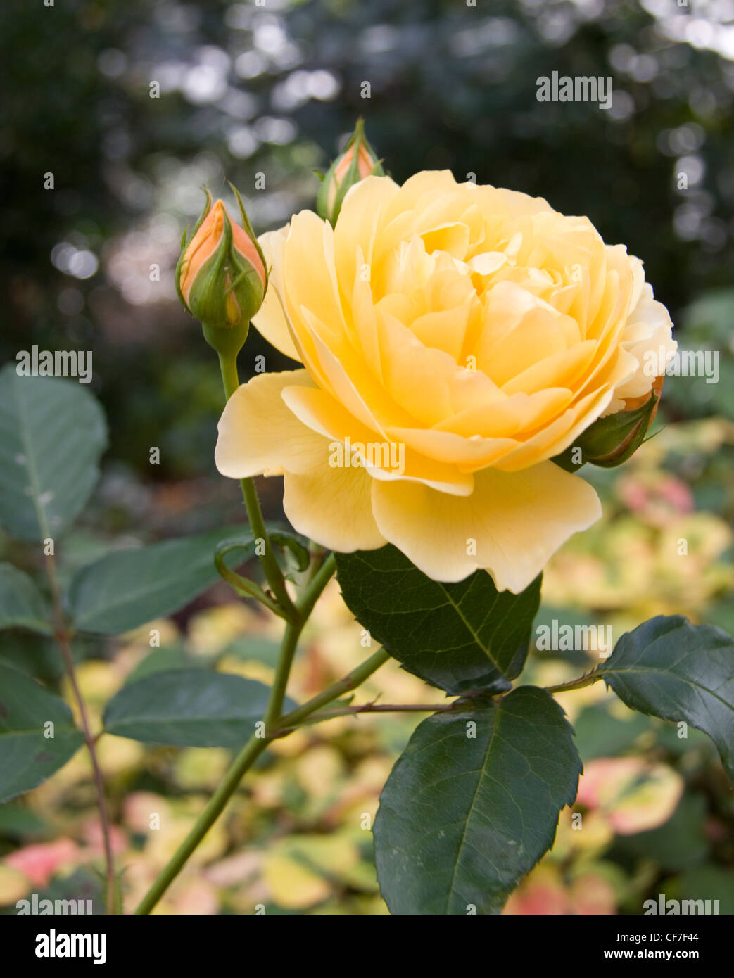 Yellow rose in bloom Stock Photo - Alamy