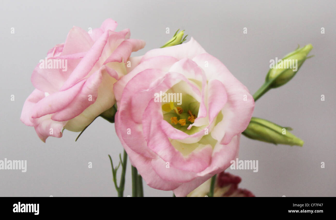 Pink roses on a grey background Stock Photo - Alamy