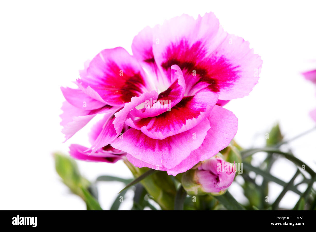 Pink Carnation flower in closeup over white background Stock Photo - Alamy