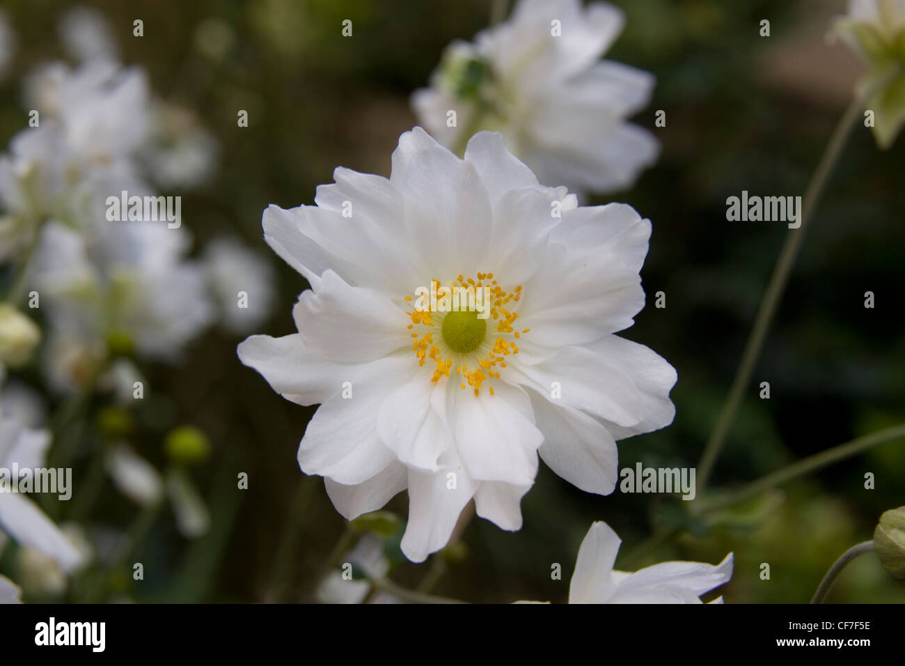 White flower in bloom Stock Photo - Alamy
