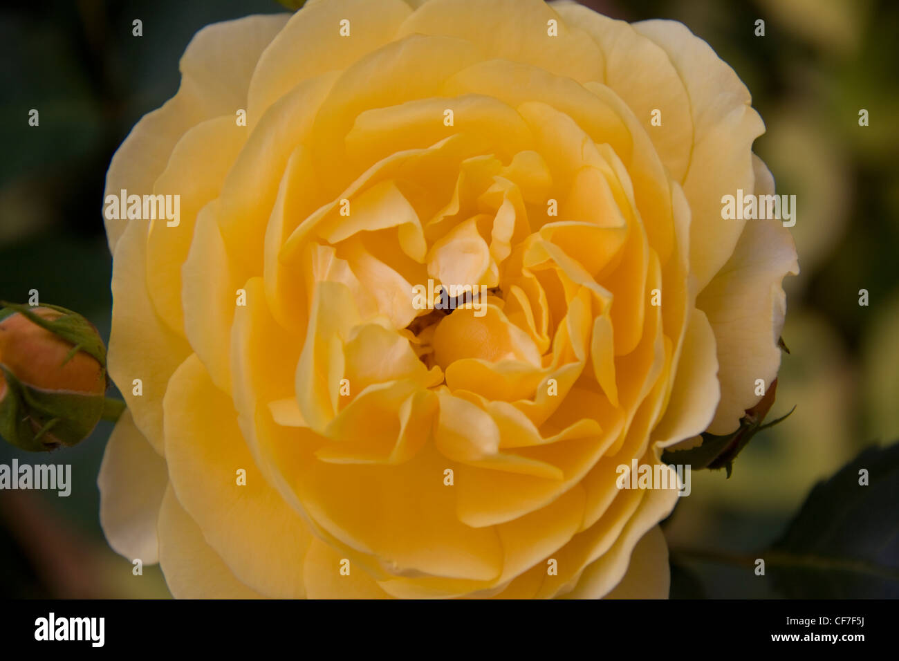 Yellow rose in bloom Stock Photo - Alamy