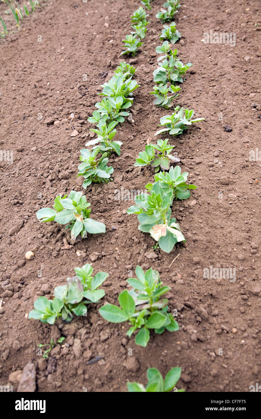 Uk row broad bean hi-res stock photography and images - Alamy