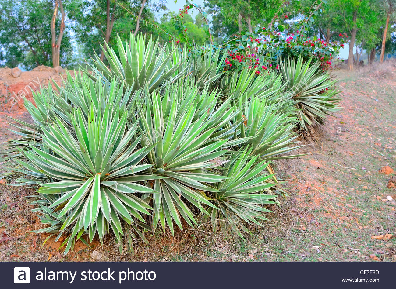 Agave Angustifolia High Resolution Stock Photography and Images - Alamy