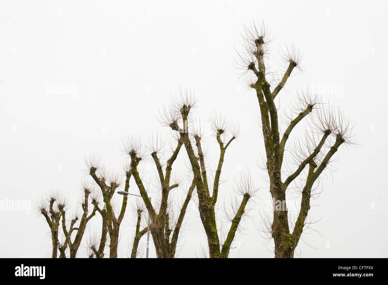 Pollarded tree hi-res stock photography and images - Alamy