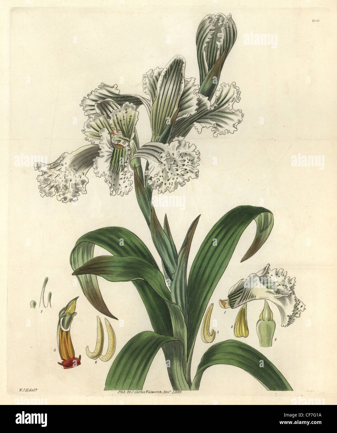 Large-flowered neottia, Neottia grandiflora Stock Photo - Alamy