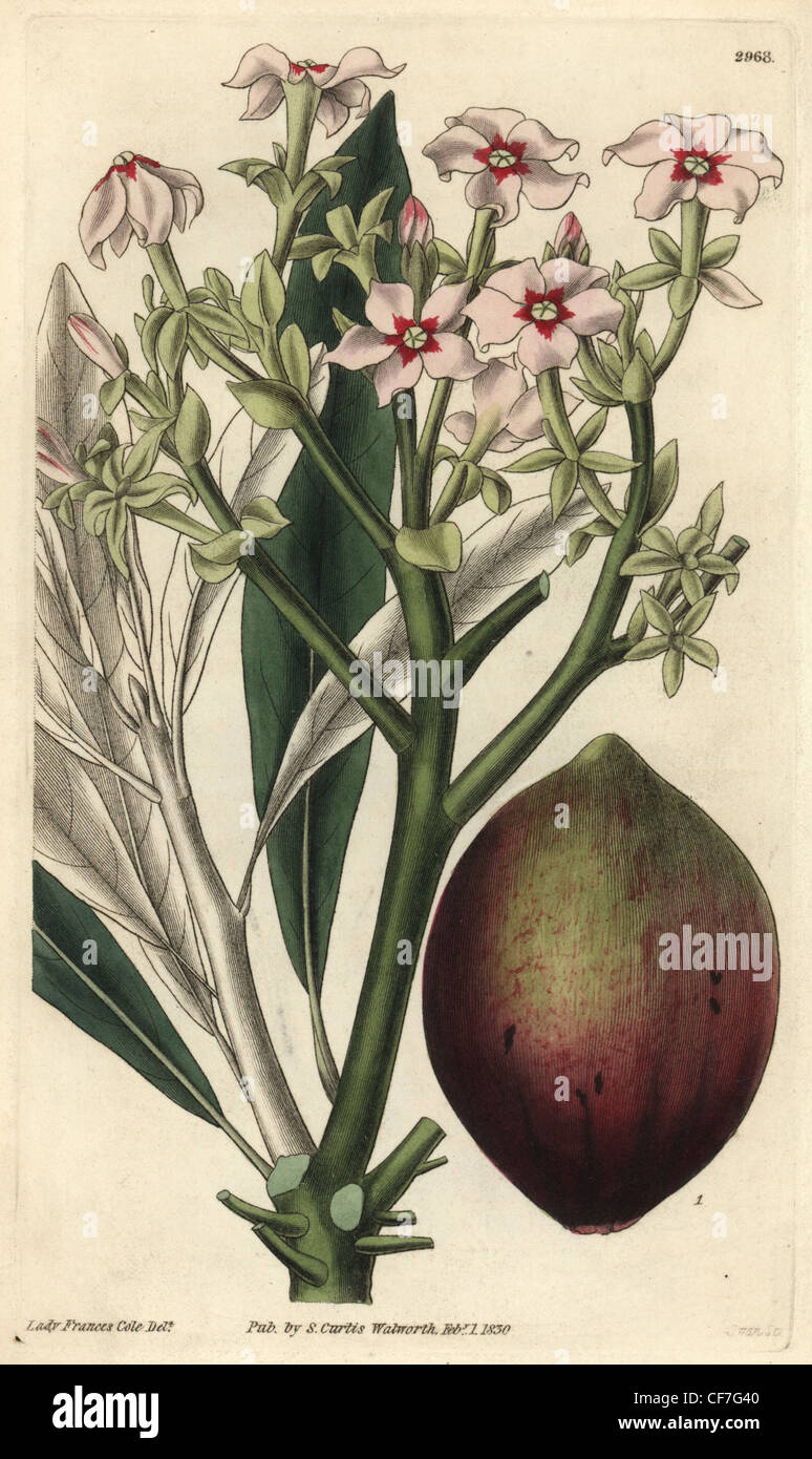 Poison tanghin or ordeal tree, Tanghinia venenifera Stock Photo - Alamy