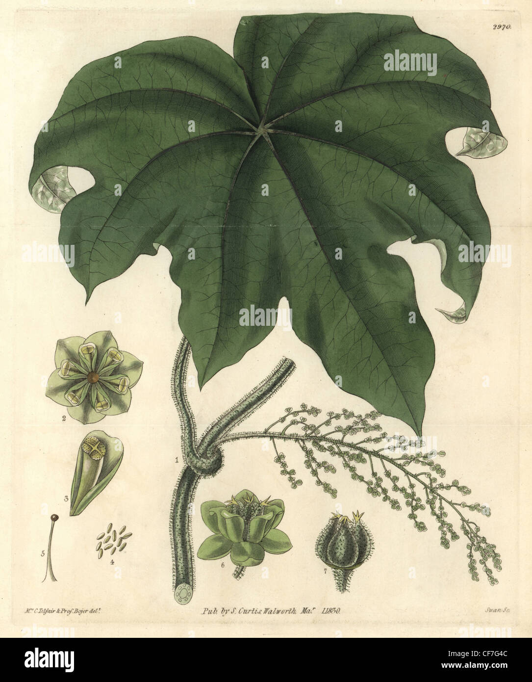 Columbo or calumba plant, Cocculus palmatus Stock Photo - Alamy