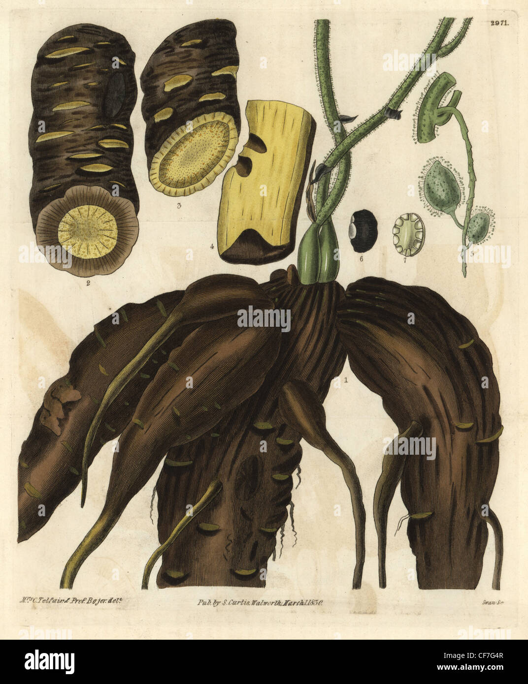 Cocculus plant hi-res stock photography and images - Alamy