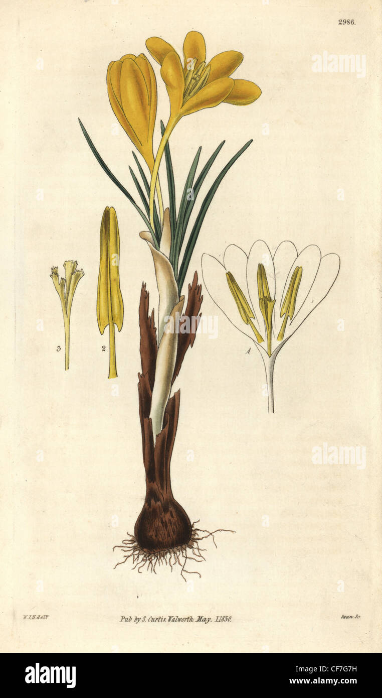 Crocus Aureus High Resolution Stock Photography and Images - Alamy