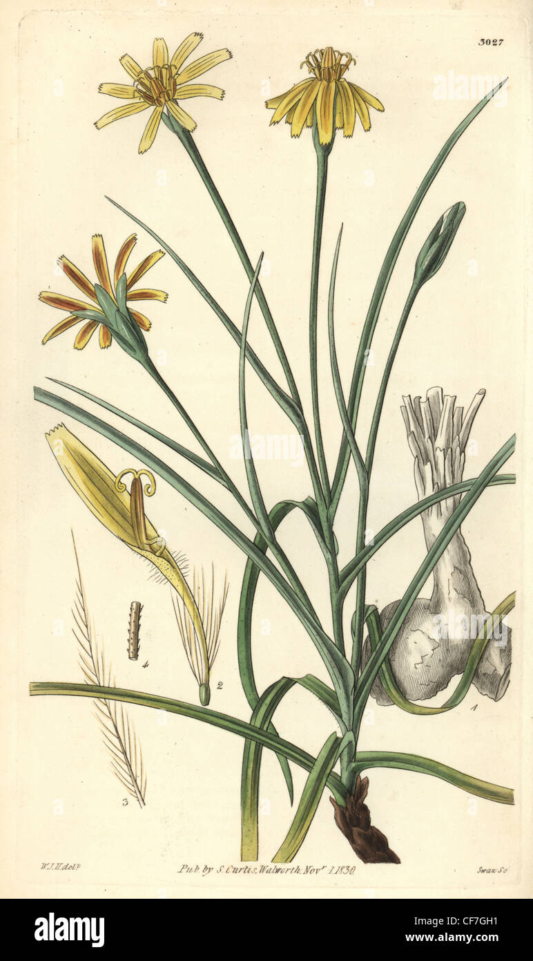 Soft viper's grass, Scorzonera mollis Stock Photo - Alamy