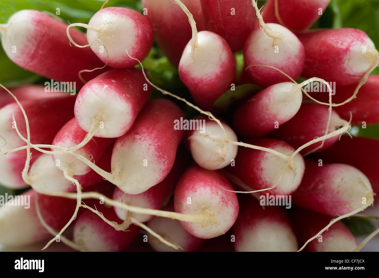 A still life image of a bunch of red radishes Stock Photo - Alamy