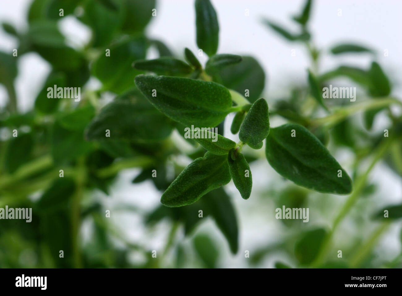 Thyme plant hi-res stock photography and images - Alamy