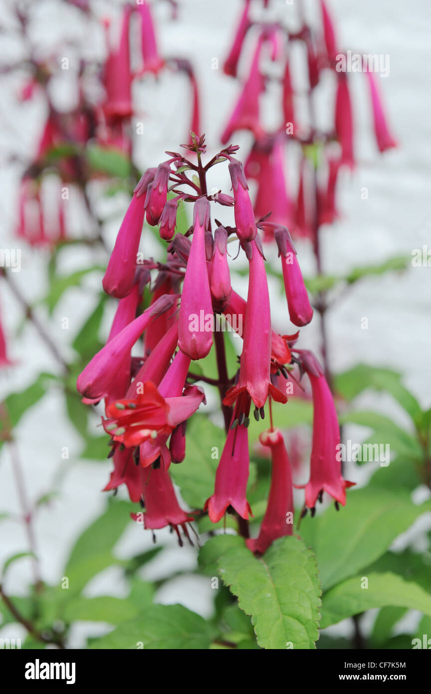 Garden detail image of Cape Fuchsia Funfare Wine flowers (Phygelius ...