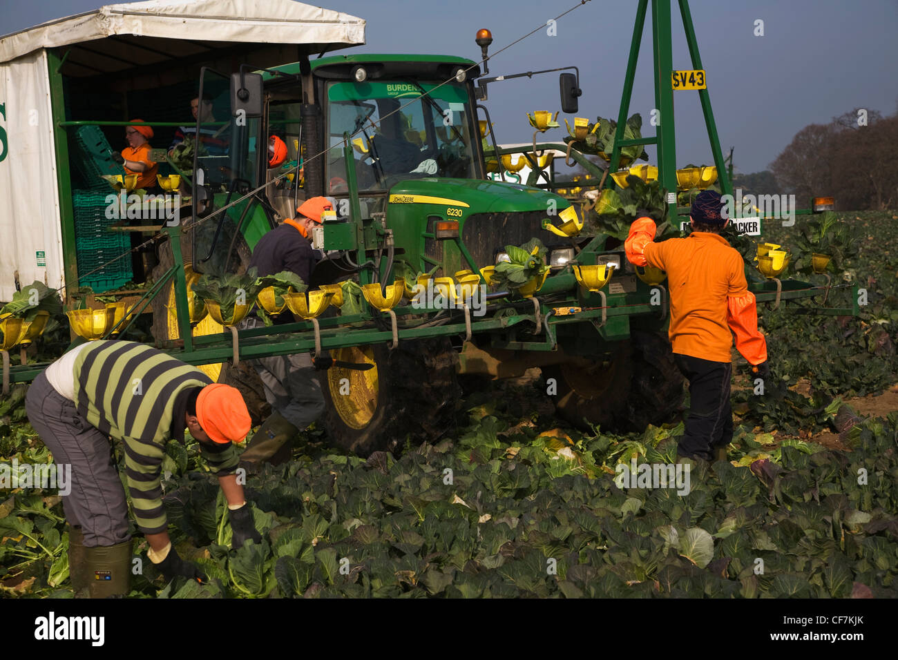 Farmworkers harvesting vegetables in field with machinery, Iken ...