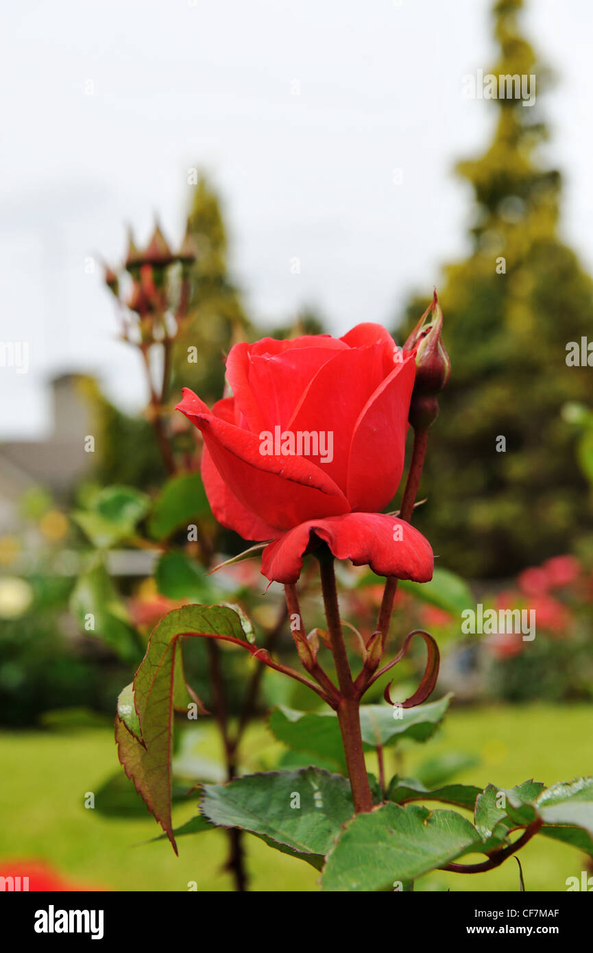 Red rose growing in the garden Stock Photo - Alamy