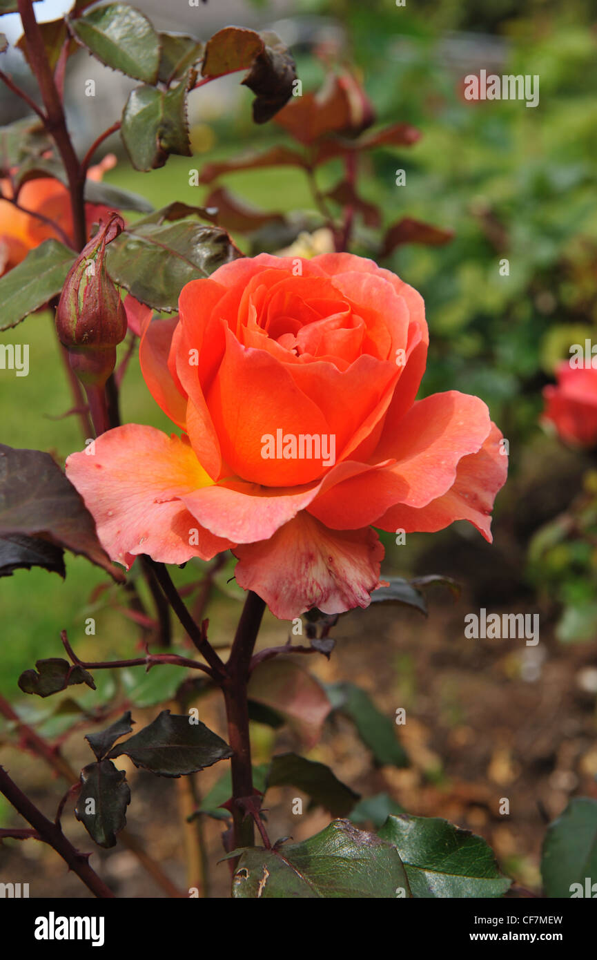 Deep crimson red rose hi-res stock photography and images - Alamy