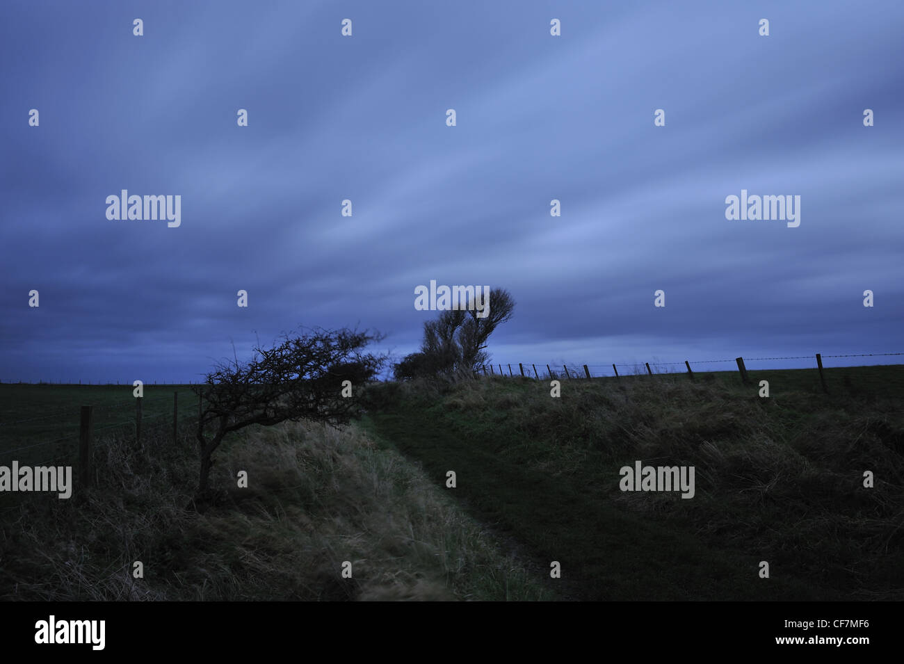 Strong wind trees hi-res stock photography and images - Alamy