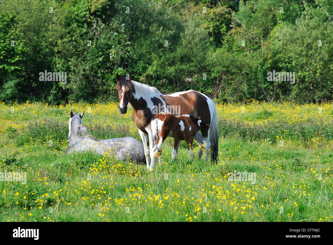 A young foal drinking milk from a mare on a beautiful summer day in a ...