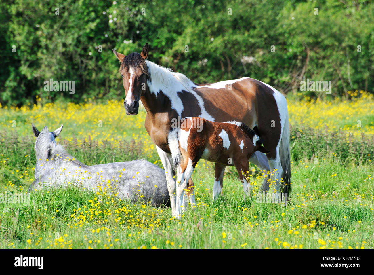 A young foal drinking milk from a mare on a beautiful summer day in a ...