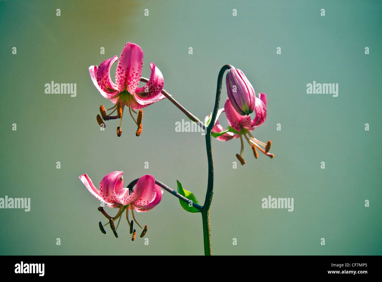 Pink spotted Lily flower against plain green background Stock Photo - Alamy