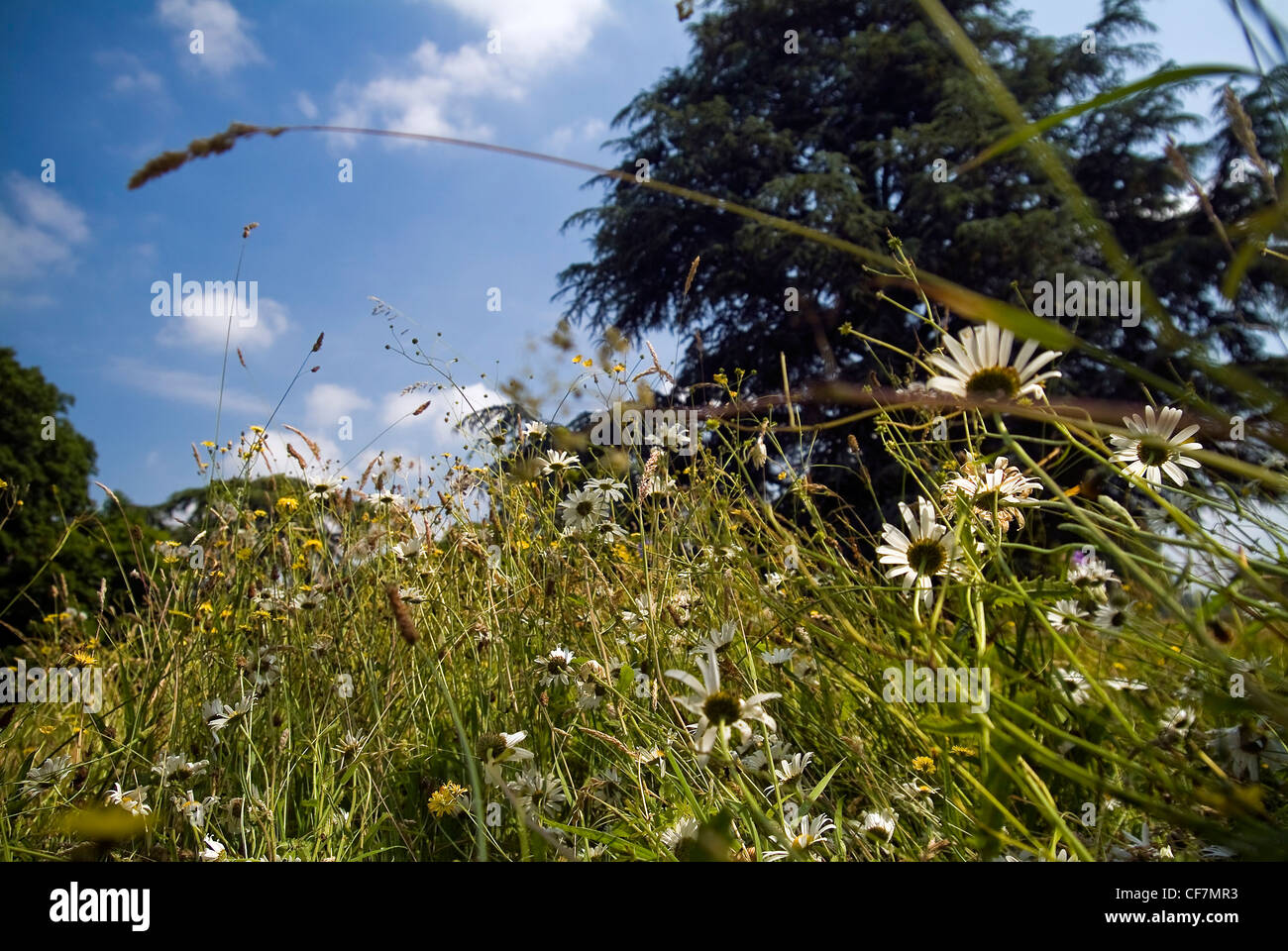Wild flowers growing in the grounds of West Dean House, West Sussex, UK ...