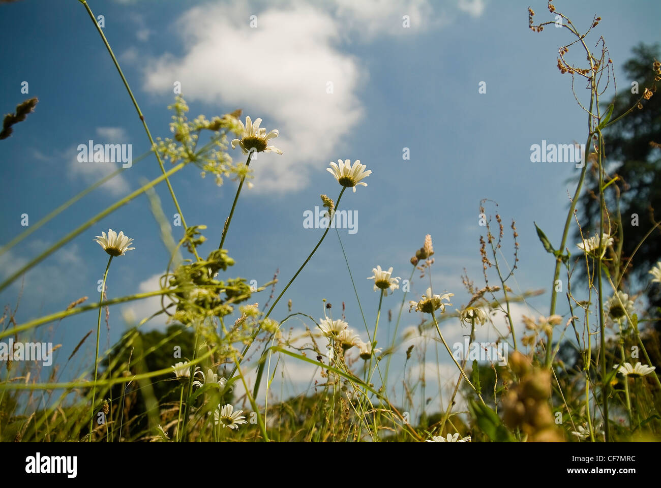 Wild flowers growing in the grounds of West Dean House, West Sussex, UK ...