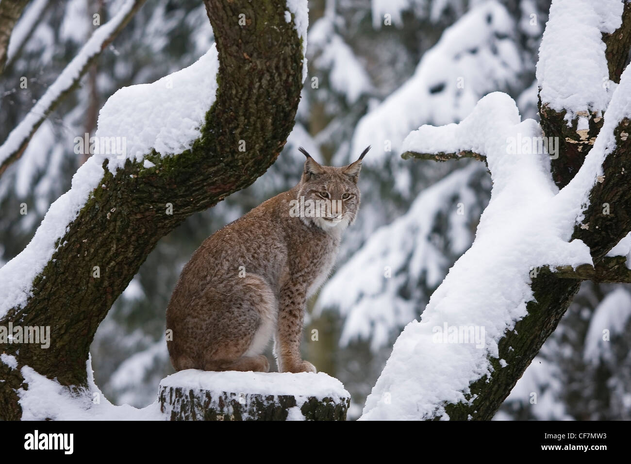 animal, cat, fauna, Feloidea, Lynx, Lynx lynx, nature, snow, snowy ...