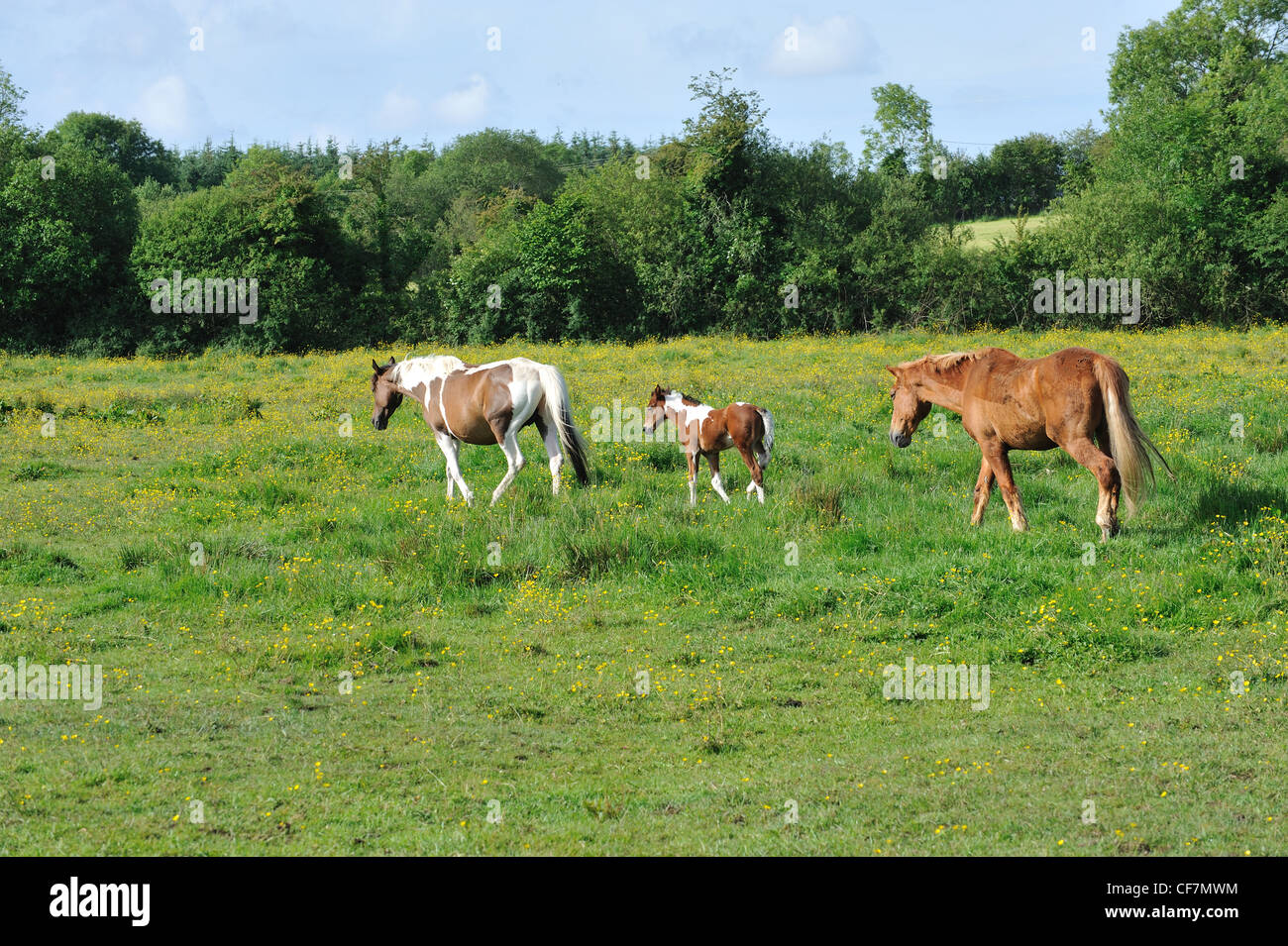 Three horses resting in hi-res stock photography and images - Alamy