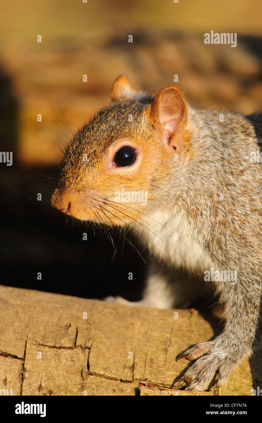 Squirrel face to face hi-res stock photography and images - Alamy