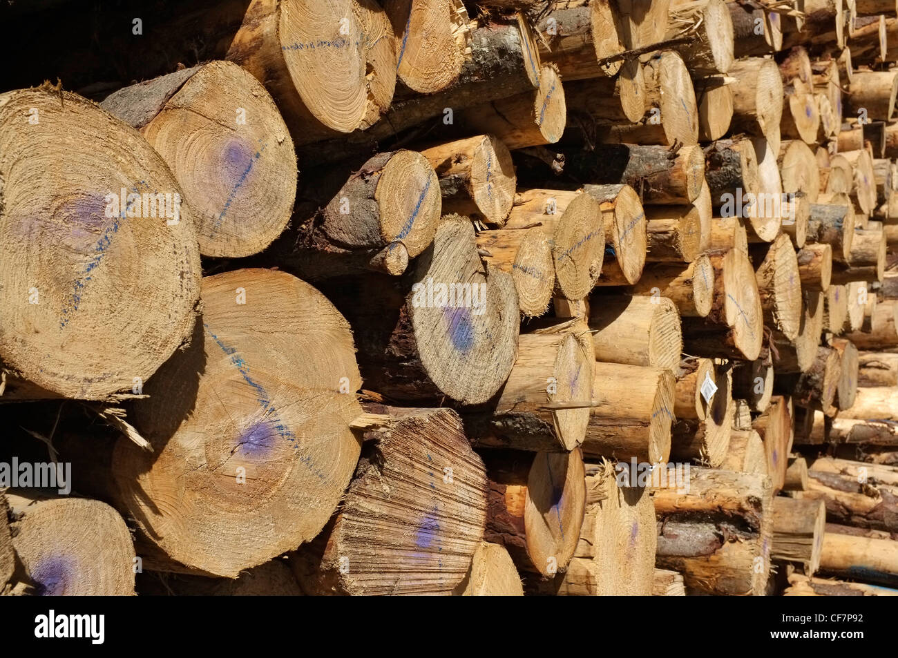 Timber export new zealand hi-res stock photography and images - Alamy