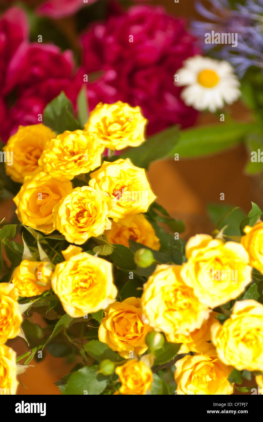 Yellow rose in the garden Stock Photo - Alamy