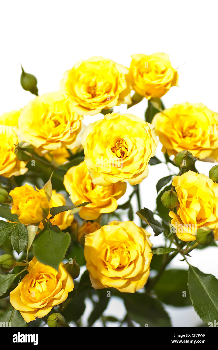 Yellow rose in the garden Stock Photo - Alamy