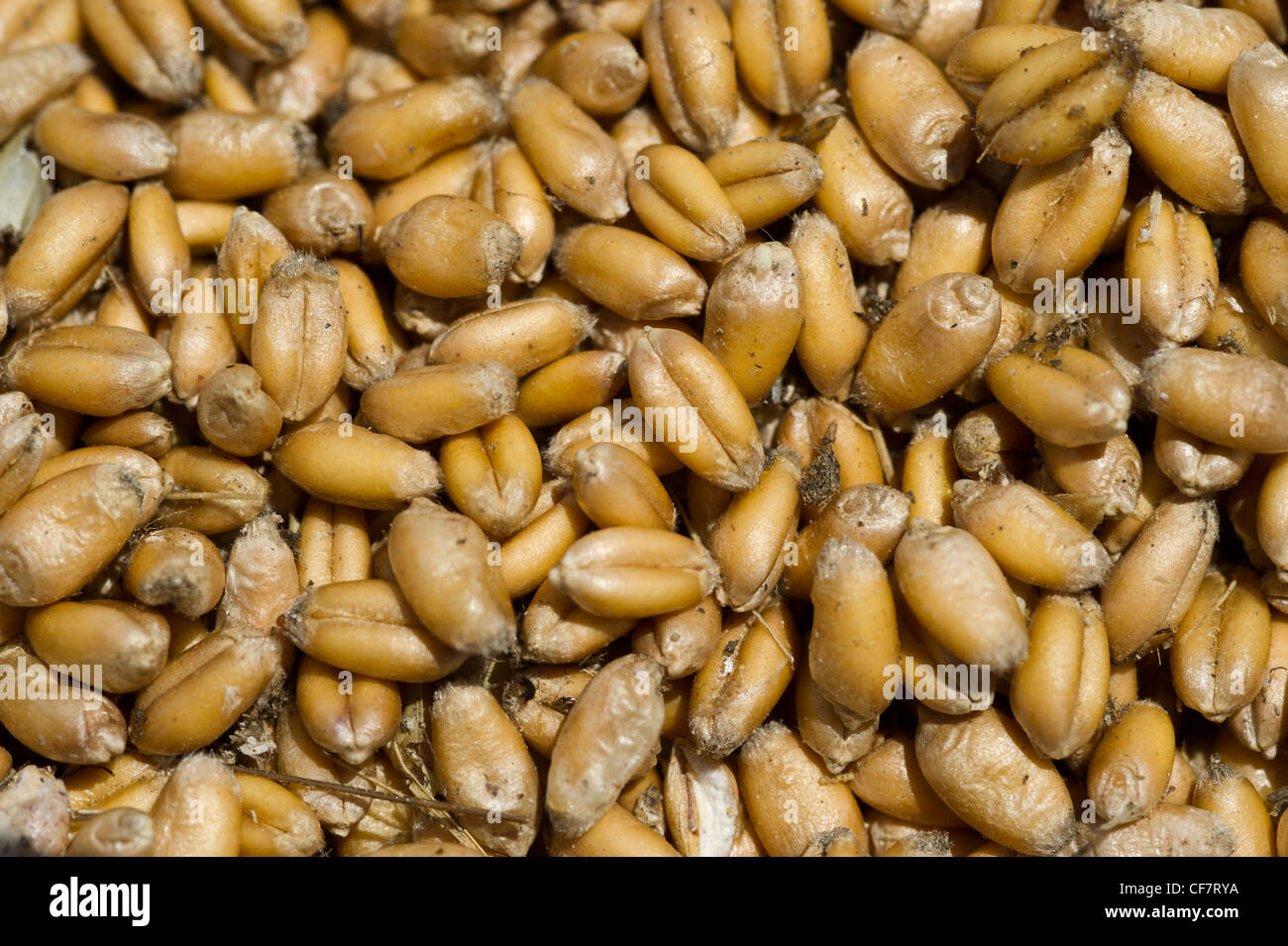 Things grain hi-res stock photography and images - Alamy