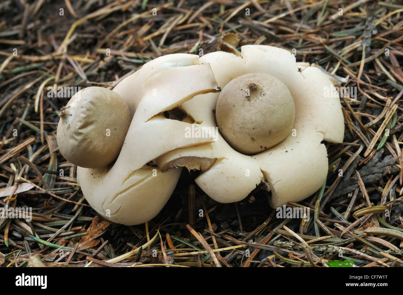 Two Earthstar fungi - Geastrum triplex in pine needles Stock Photo - Alamy