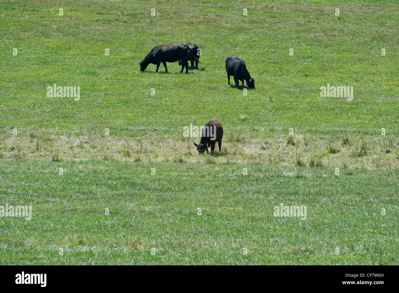 Livestock in farm field hi-res stock photography and images - Alamy