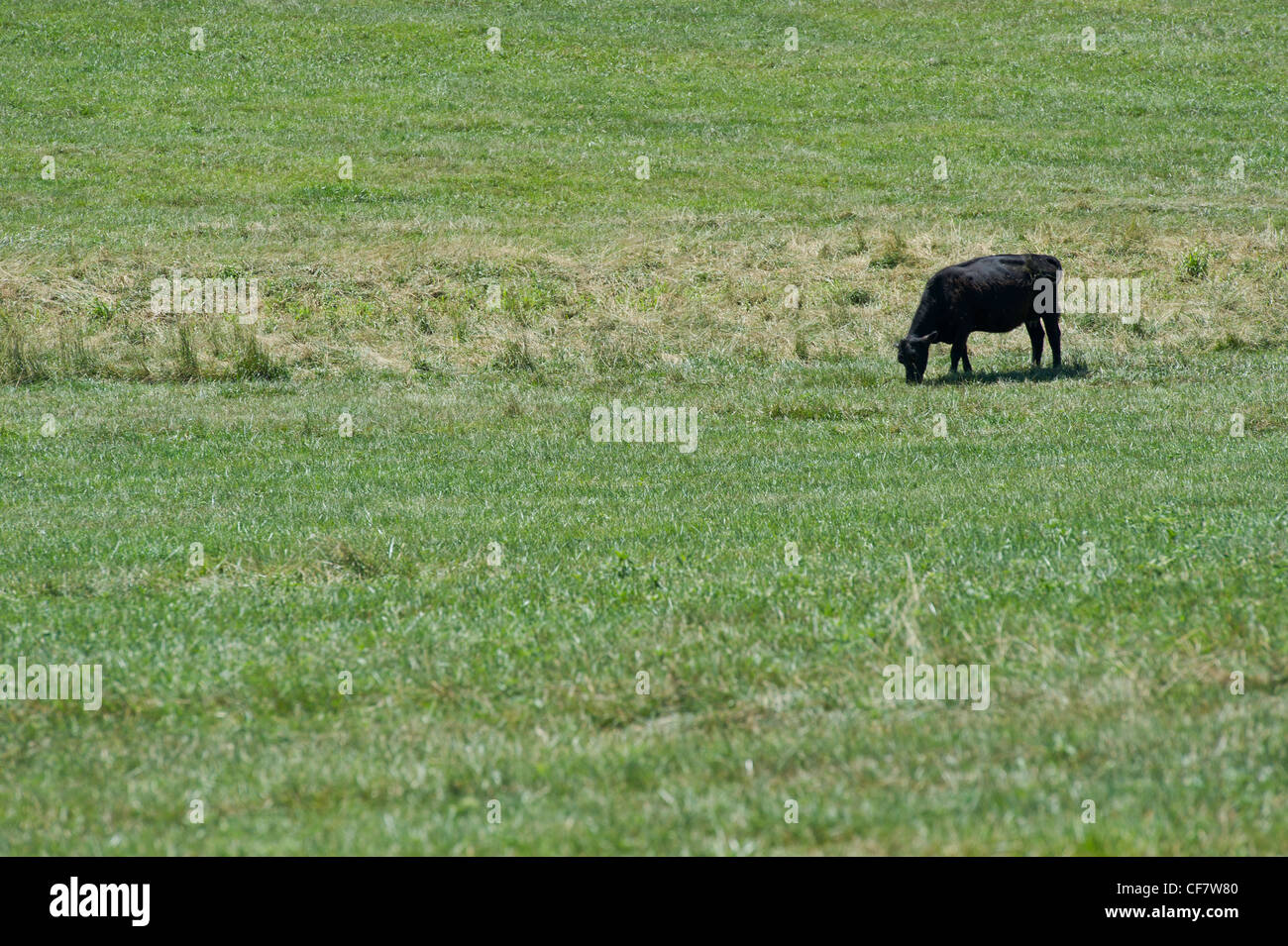 Steer grazing in open field Stock Photo - Alamy