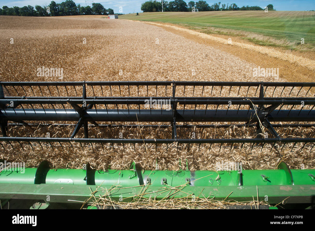 Combine harvesting grain Stock Photo - Alamy