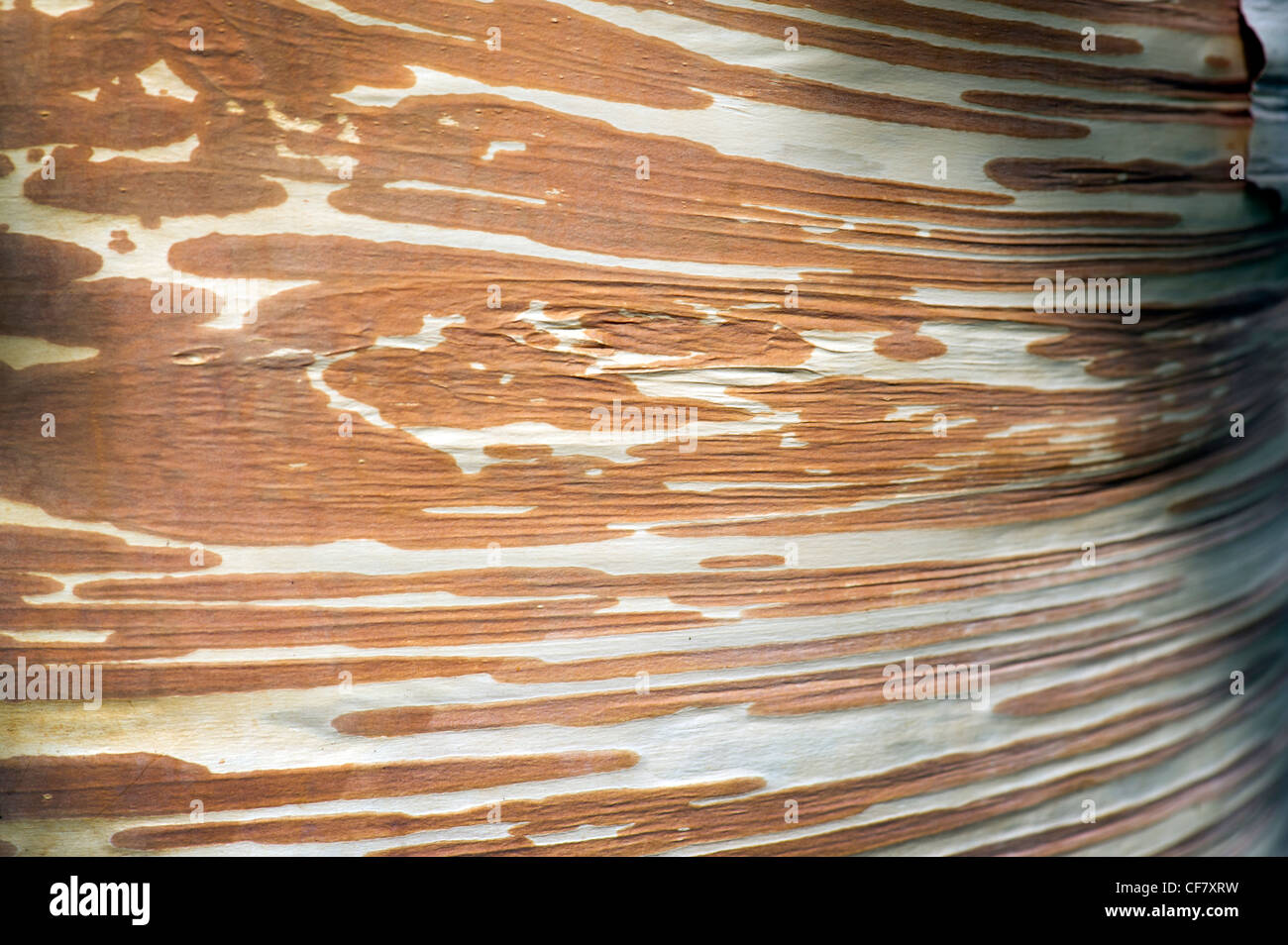 BIRCH bark tree wood wooden outside pattern smooth trunk colored ...