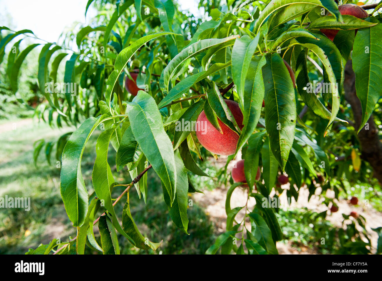 Orchard tree hi-res stock photography and images - Alamy