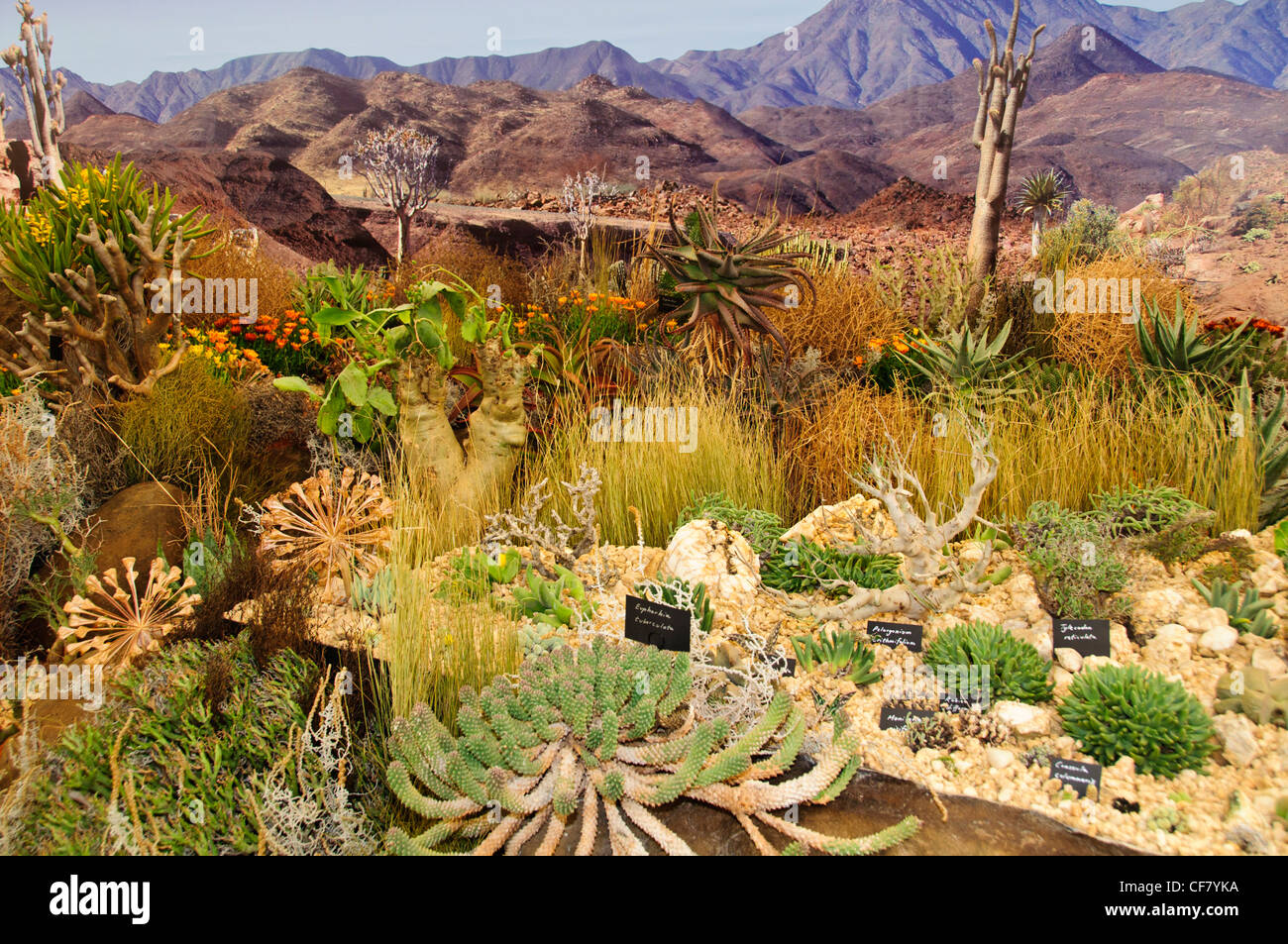 The South Africa Stand,The RHS Chelsea Flower Show,formally known as ...