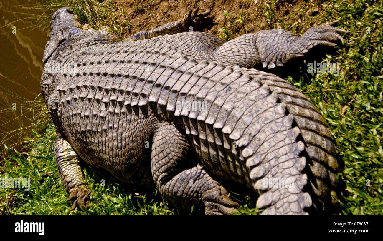Salt water crocodile australia hi-res stock photography and images - Alamy