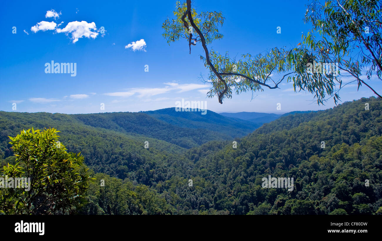 Rainforest lookout hi-res stock photography and images - Alamy