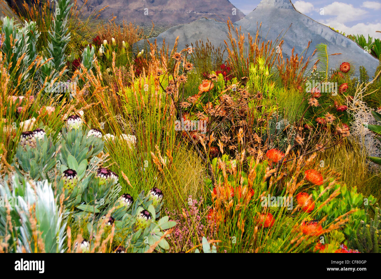 The South Africa Stand,The RHS Chelsea Flower Show,formally known as ...