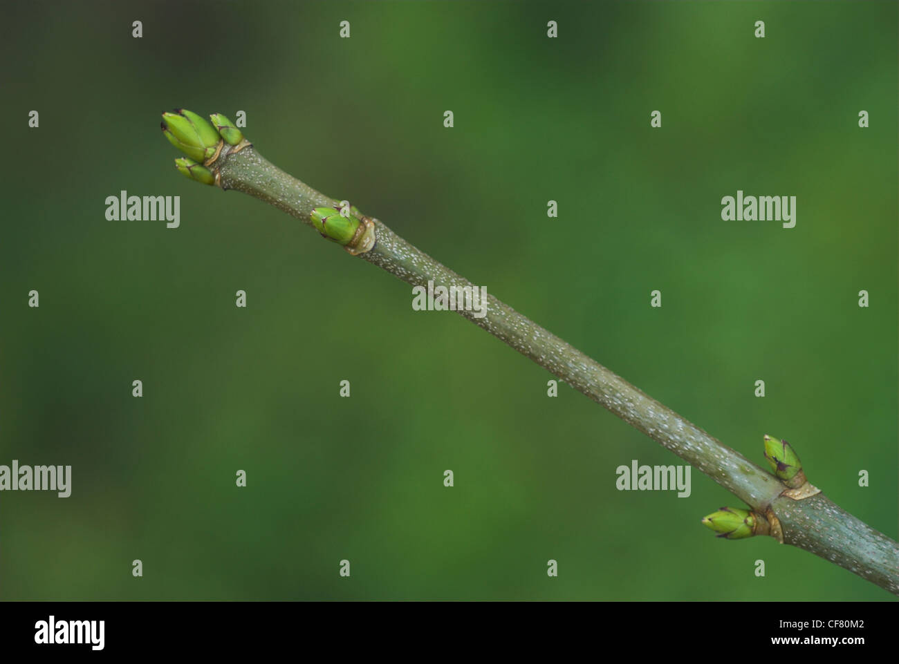 Sycamore tree buds hi-res stock photography and images - Alamy