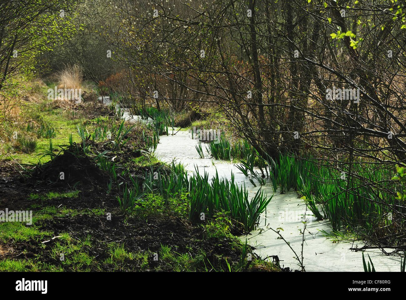 A view of Shapwick Heath National Nature Reserve, Somerset, UK. April ...