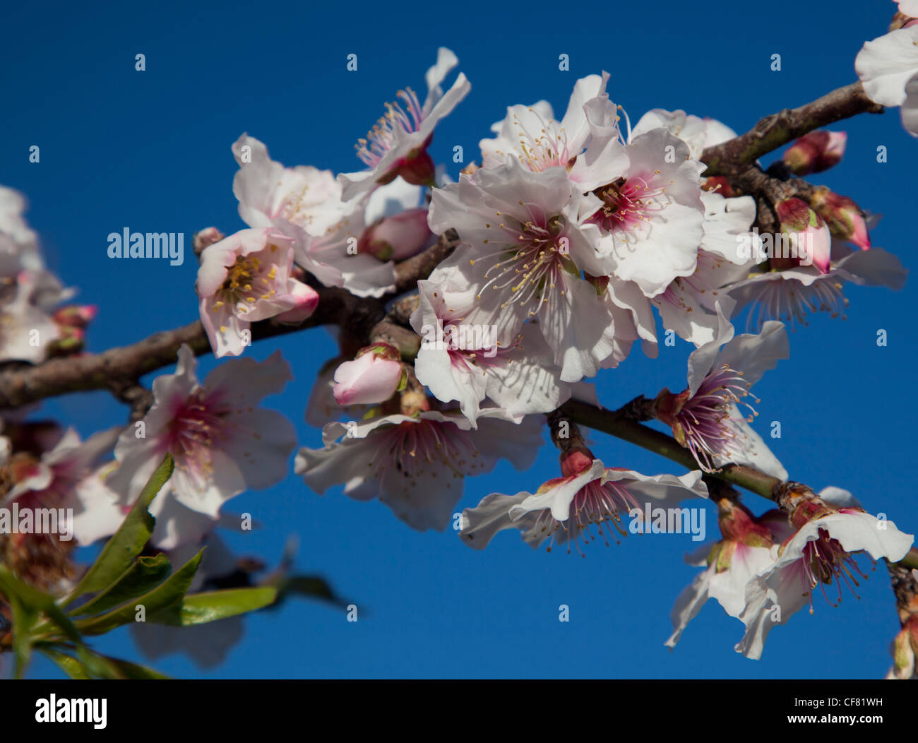 Almond trees flower in spring before buds and leaves sprout after the ...