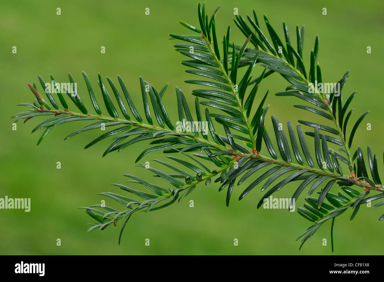 A sprig of yew foliage UK Stock Photo - Alamy